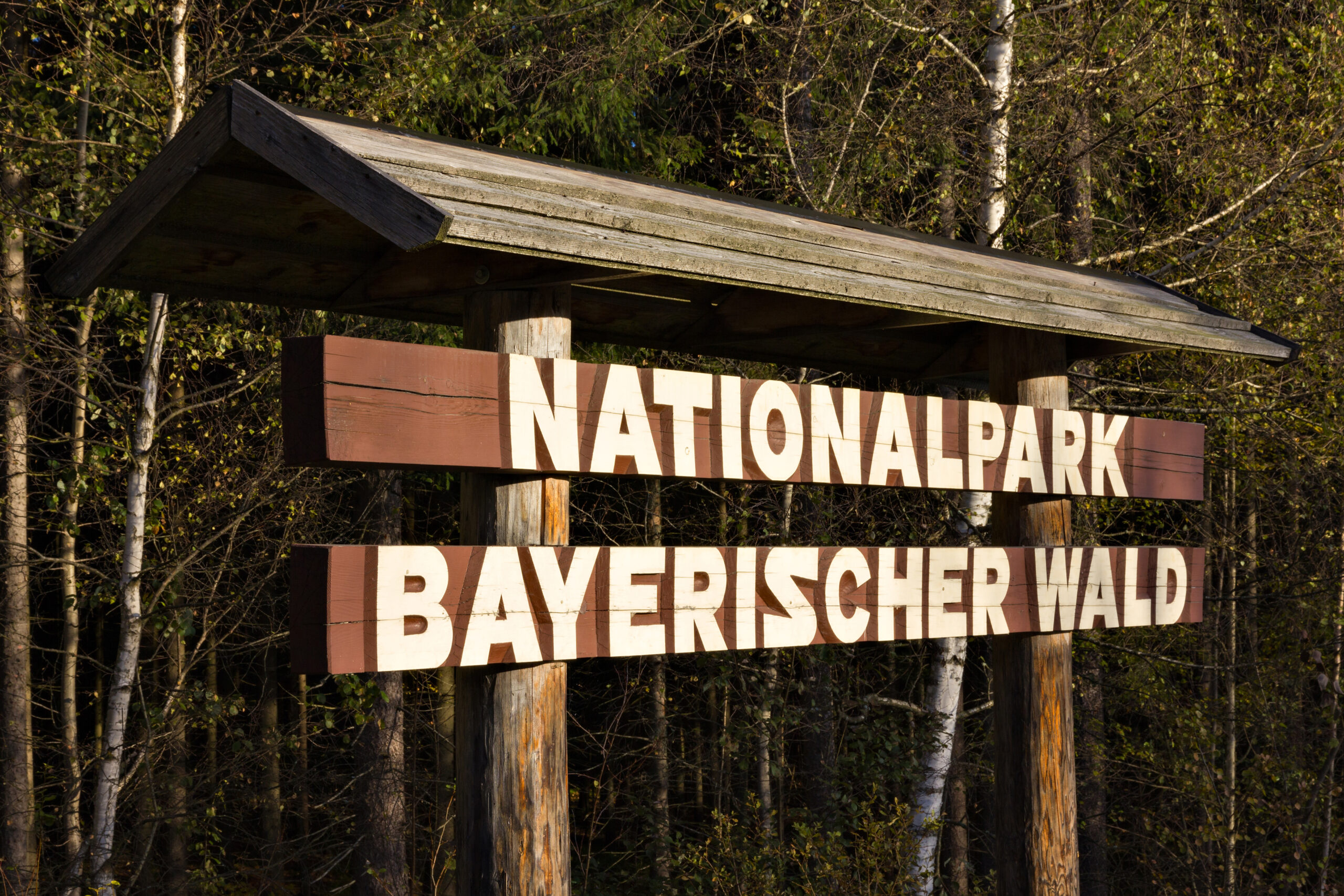 Die wilden 14 sind jetzt 15; Neuer Urwaldreliktkäfer im Bayerischen ...