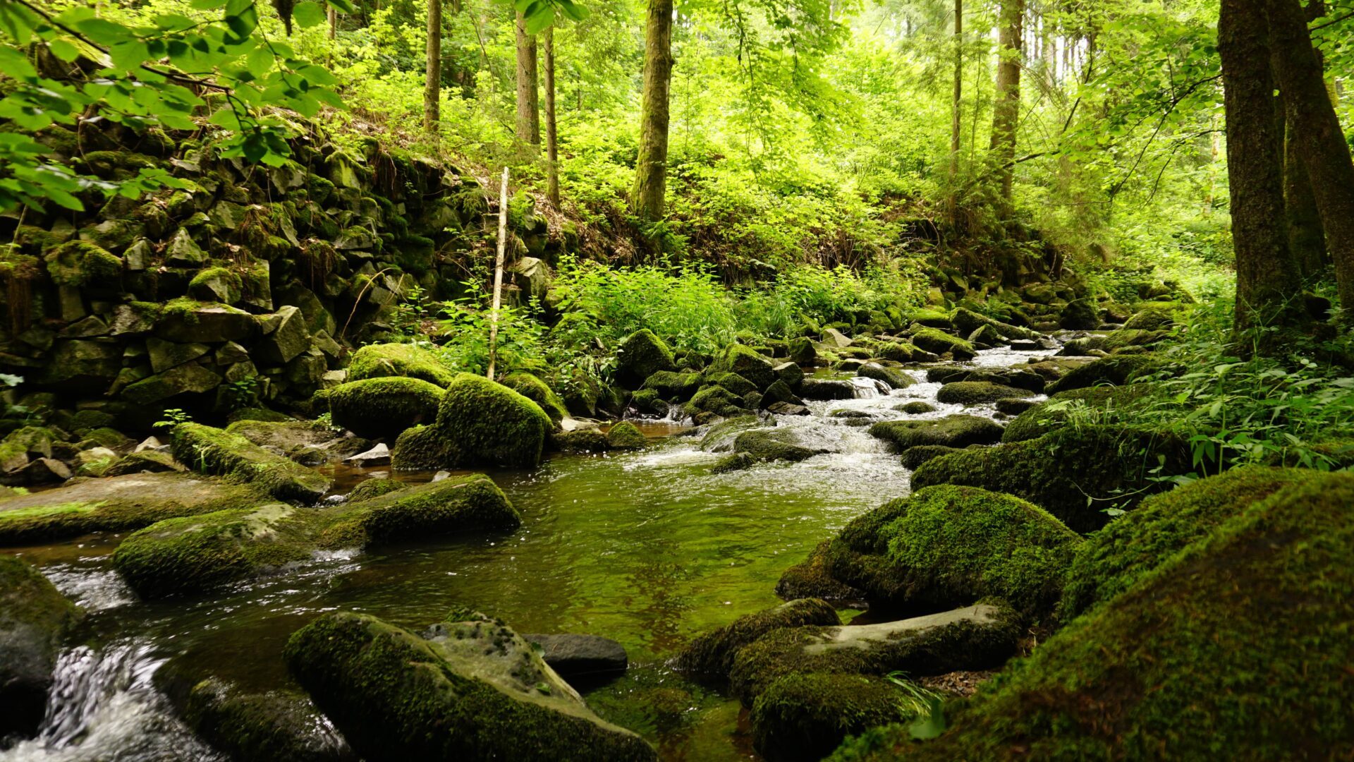 Filmvorführung: Der Bach mit Jan Haft - MuW-Nachrichten.de